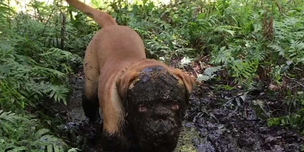 Dog Dunks His Entire Head In The Mud - Videos - The Dodo
