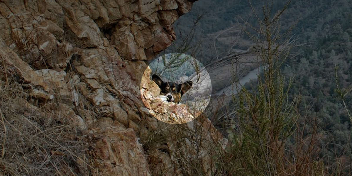 Can You Find The Corgi Hidden In These Pictures? - Videos - The Dodo