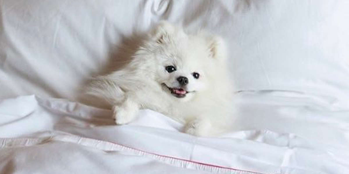 This Is The Fluffiest, Happiest Dog - Videos - The Dodo