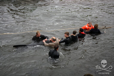 Hundreds Of Whales And Dolphins Die Each Year In The Faroe Islands ...