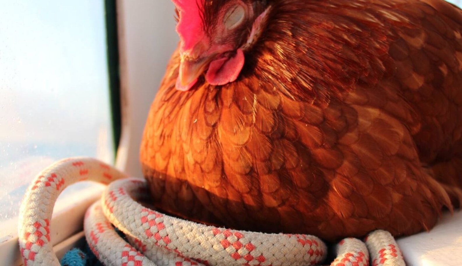 Chicken Sails Around The World With Her Hot Dad - The Dodo