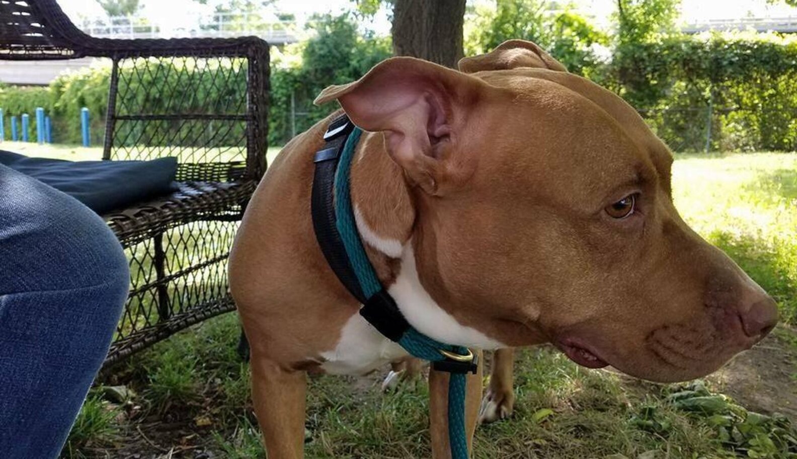 NFL Player Ronnie Stanley Adopts Dog Nobody Else Wanted - The Dodo