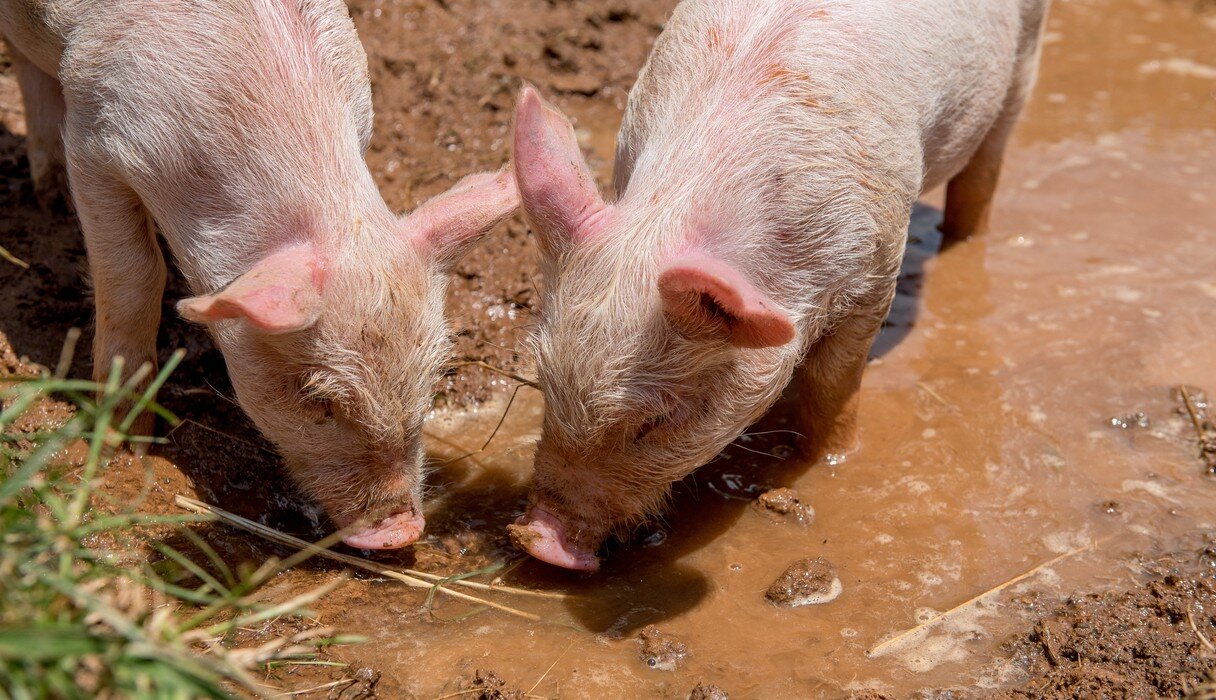 Baby Pigs Fall Off Truck And Land In The Luckiest Place - The Dodo