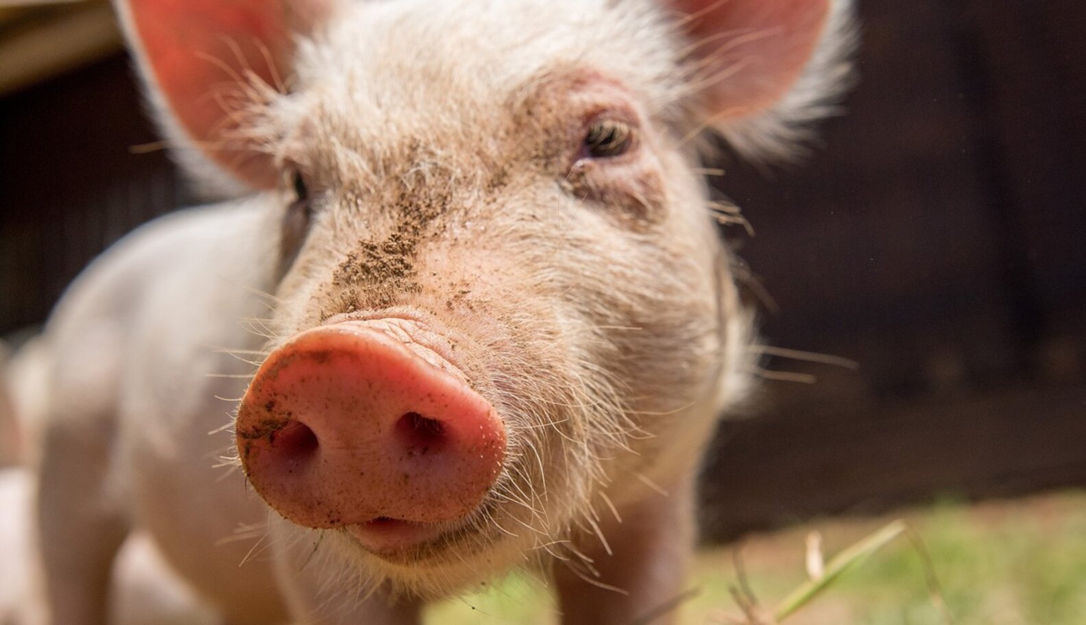 Baby Pigs Fall Off Truck And Land In The Luckiest Place - The Dodo