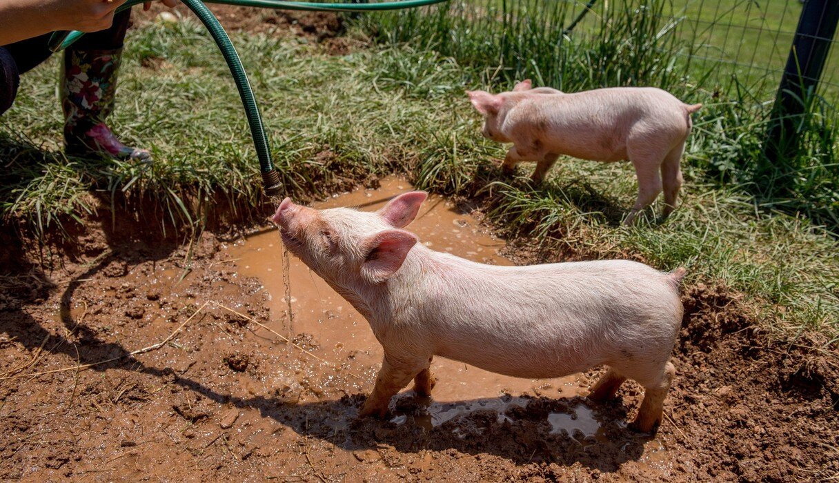 Baby Pigs Fall Off Truck And Land In The Luckiest Place - The Dodo