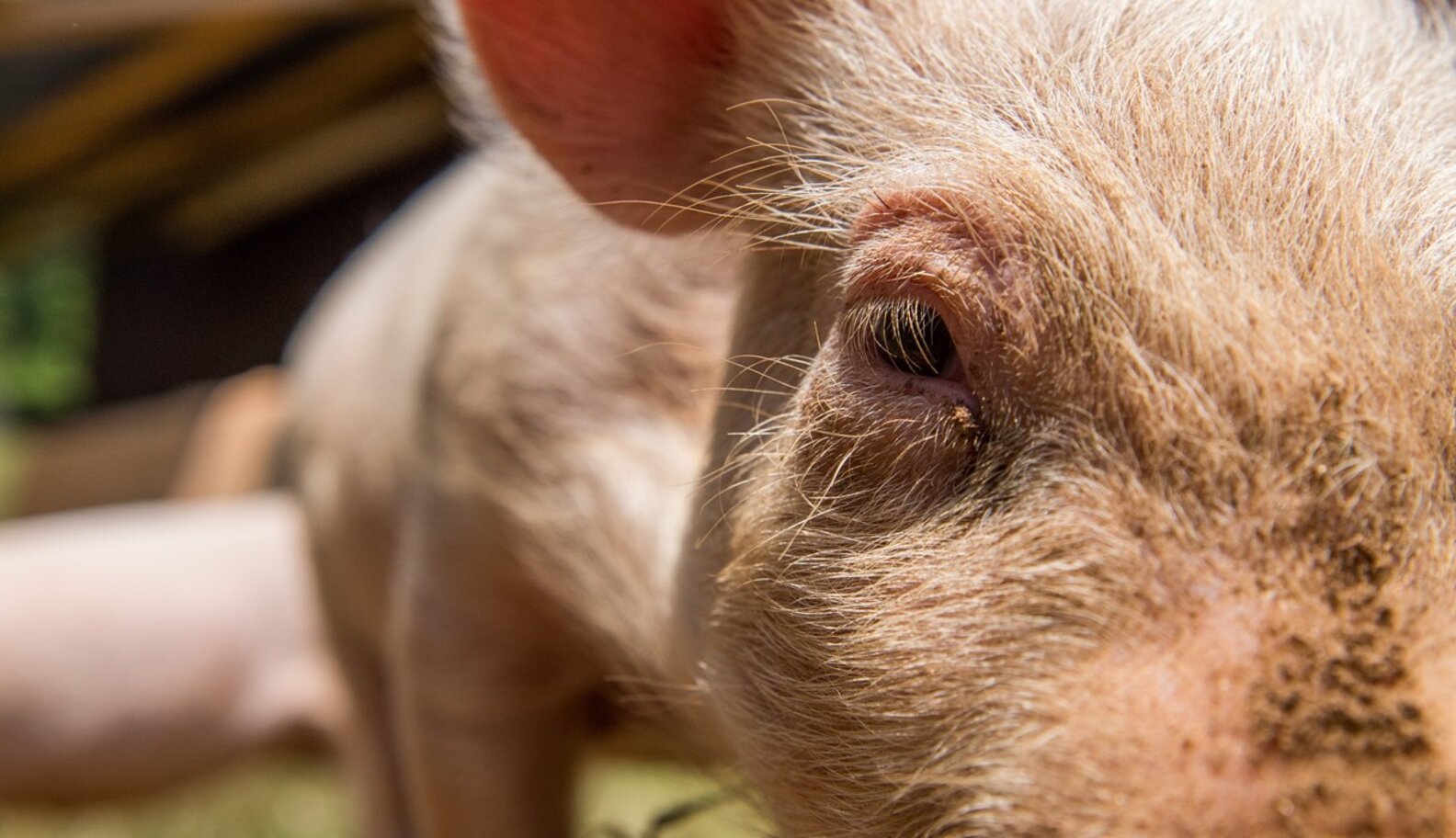 Baby Pigs Fall Off Truck And Land In The Luckiest Place - The Dodo