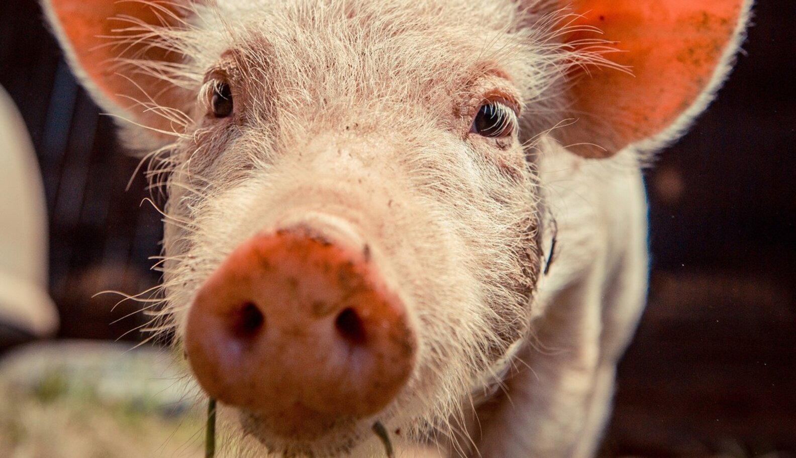 Baby Pigs Fall Off Truck And Land In The Luckiest Place - The Dodo