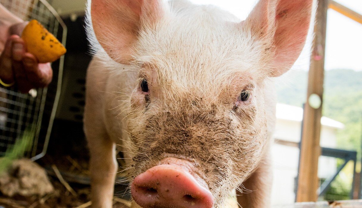 Baby Pigs Fall Off Truck And Land In The Luckiest Place - The Dodo
