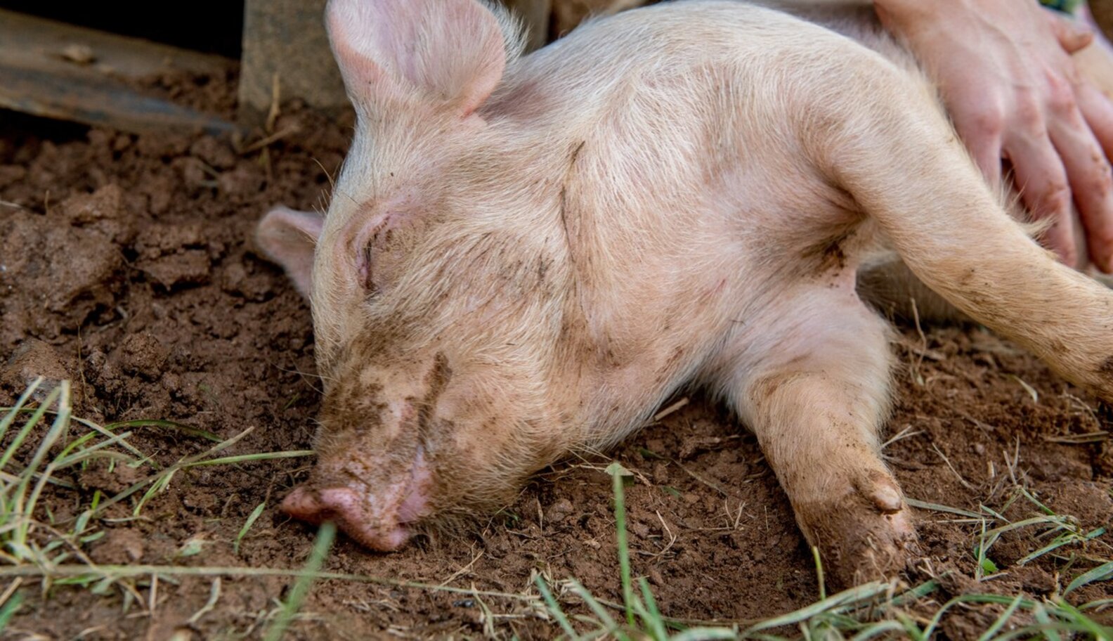 Baby Pigs Fall Off Truck And Land In The Luckiest Place - The Dodo