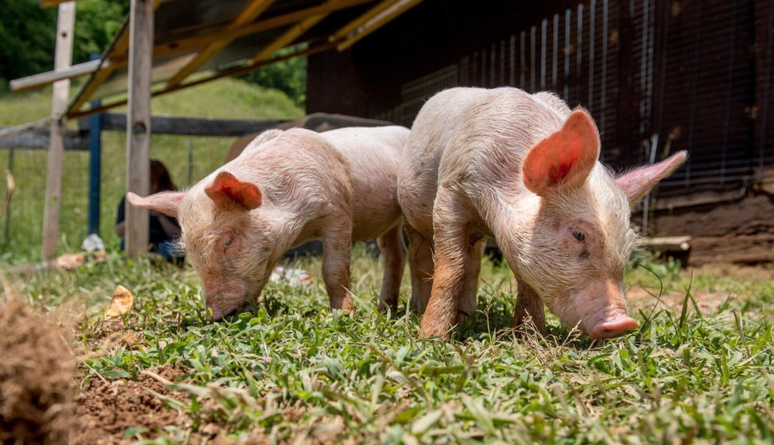 Baby Pigs Fall Off Truck And Land In The Luckiest Place - The Dodo