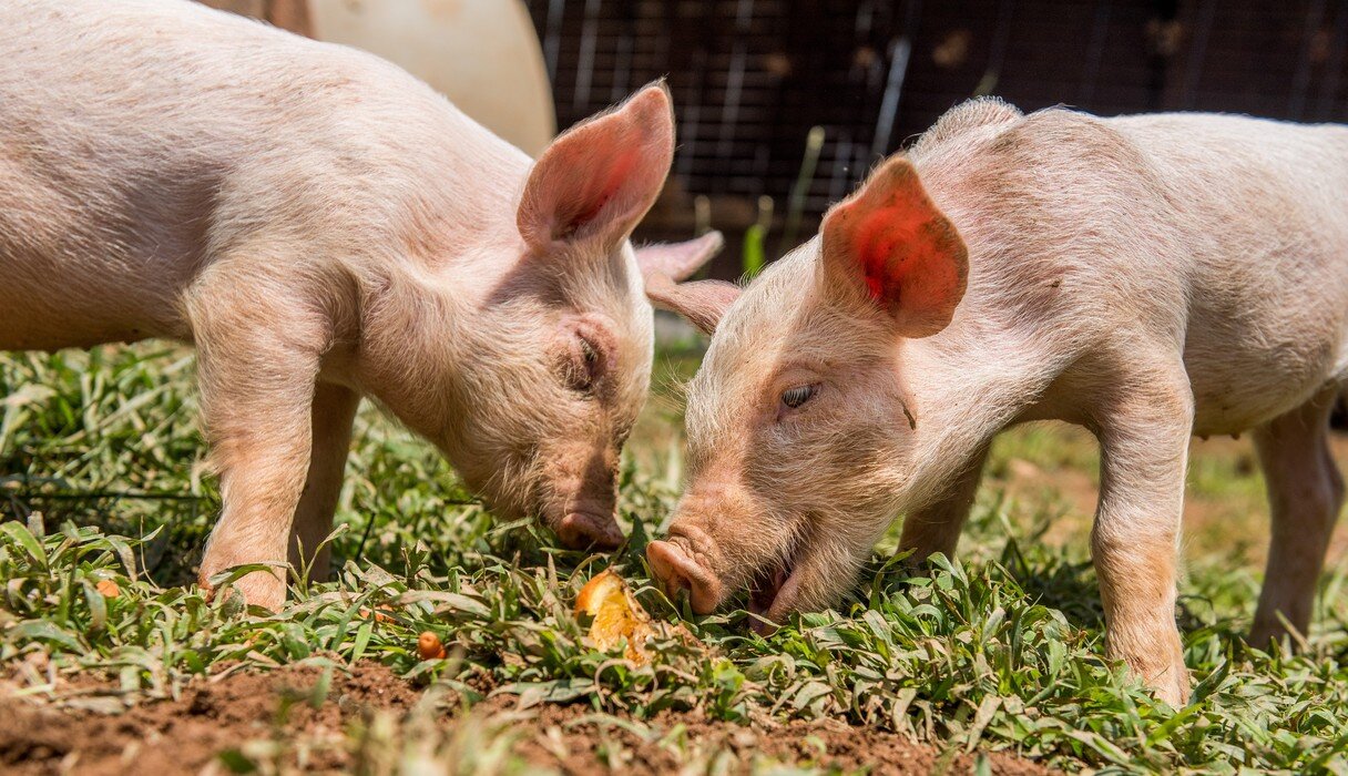 Baby Pigs Fall Off Truck And Land In The Luckiest Place - The Dodo