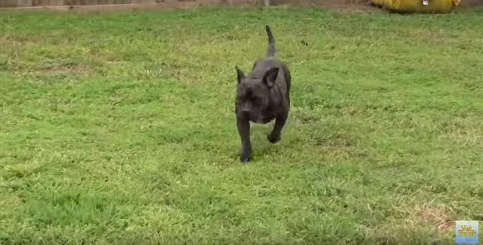 Rescued Pit Bull Is So Scared Of Everyone Except Her Own Baby - The Dodo