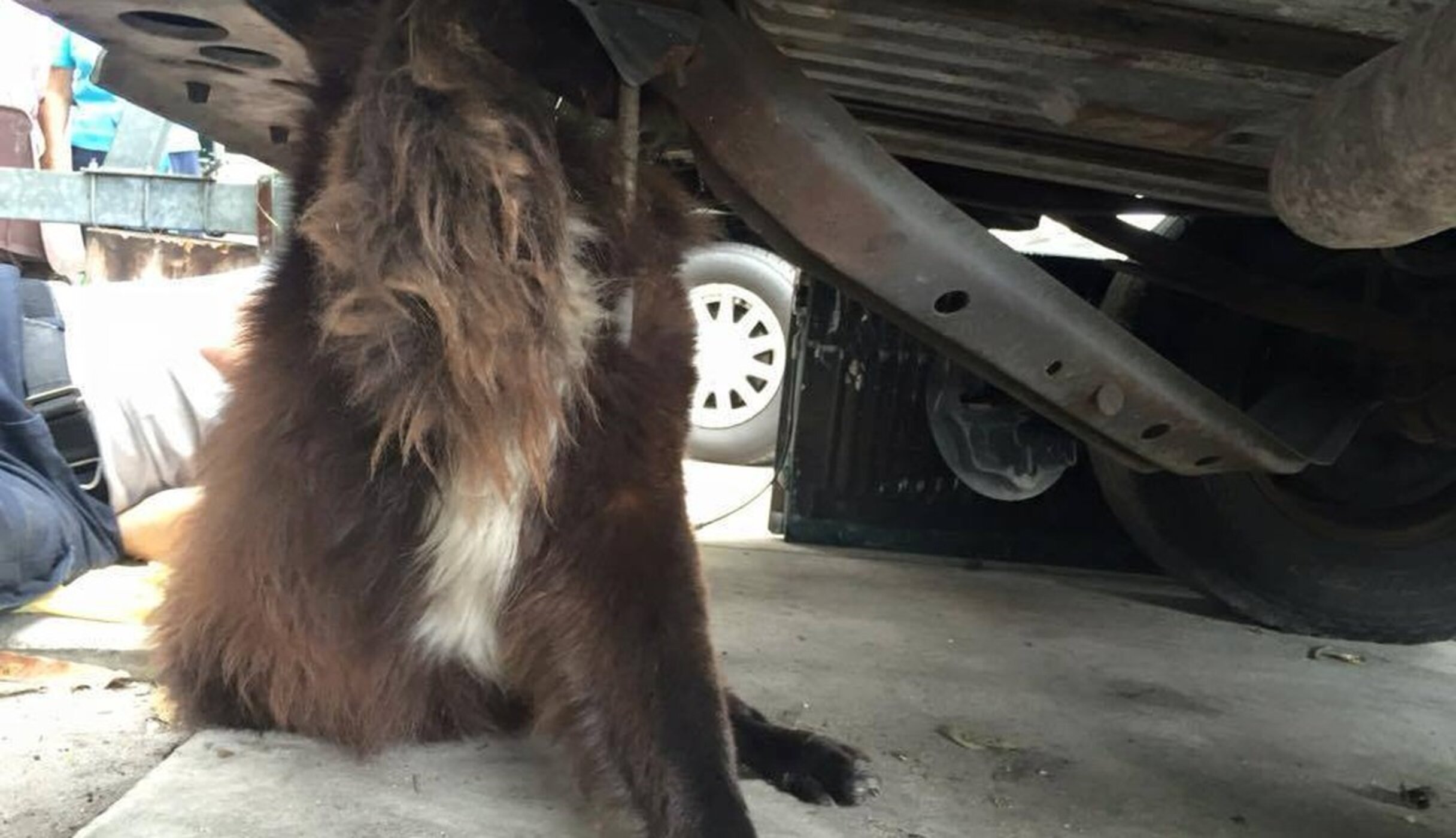 Dog Chases Mouse And Somehow Ends Up Stuck In A Car - The Dodo