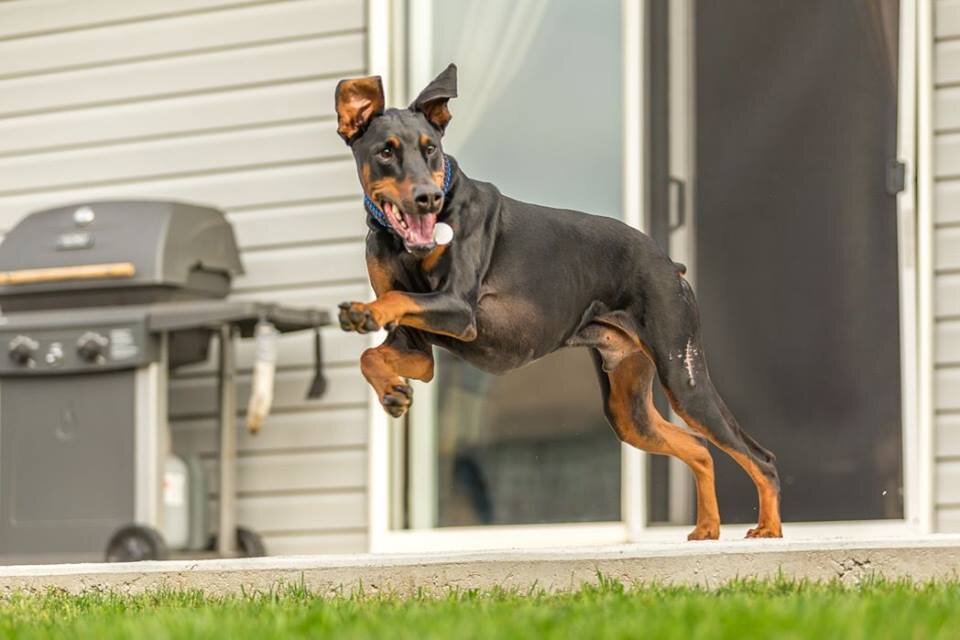 How To Adopt A Purebred Dog - The Dodo