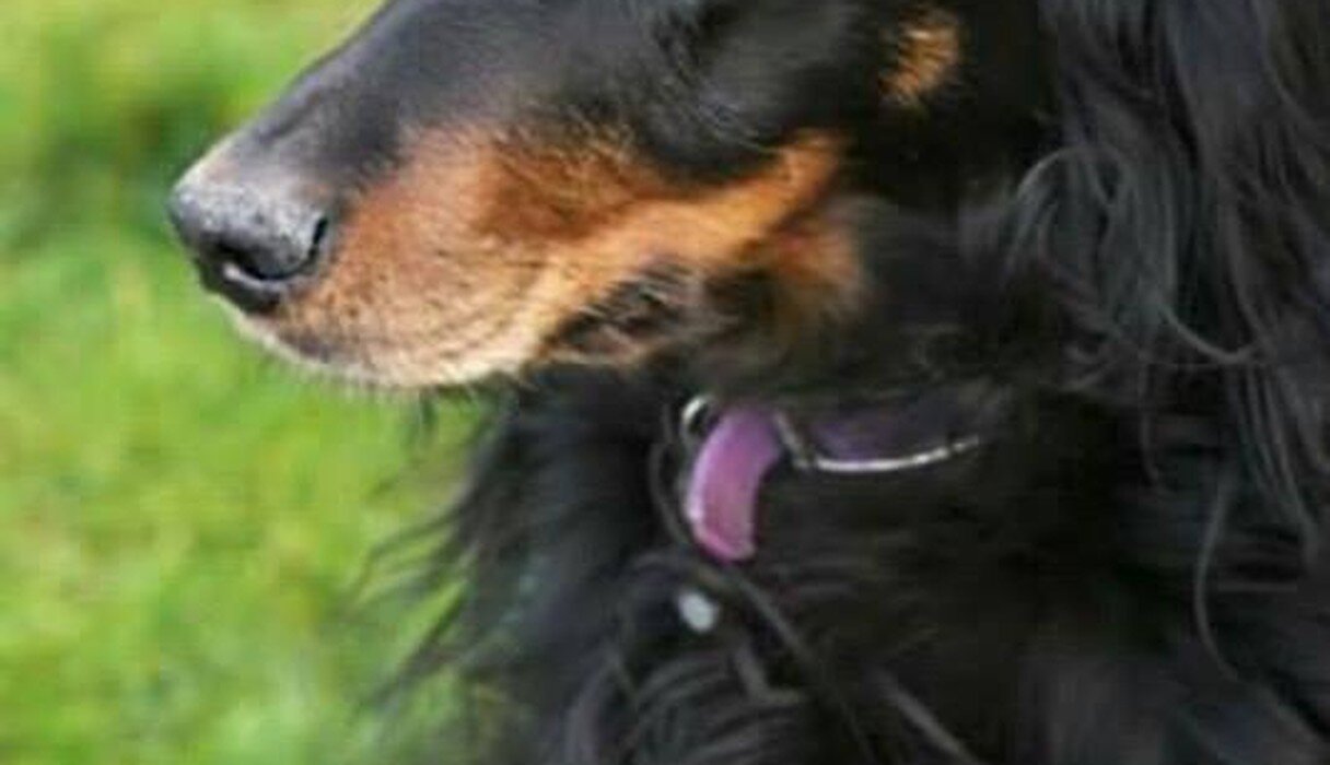 How To Adopt A Purebred Dog - The Dodo