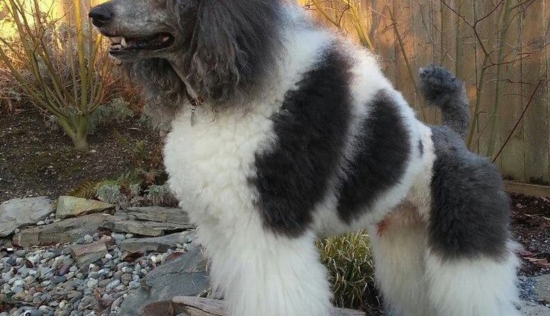 How To Adopt A Purebred Dog - The Dodo