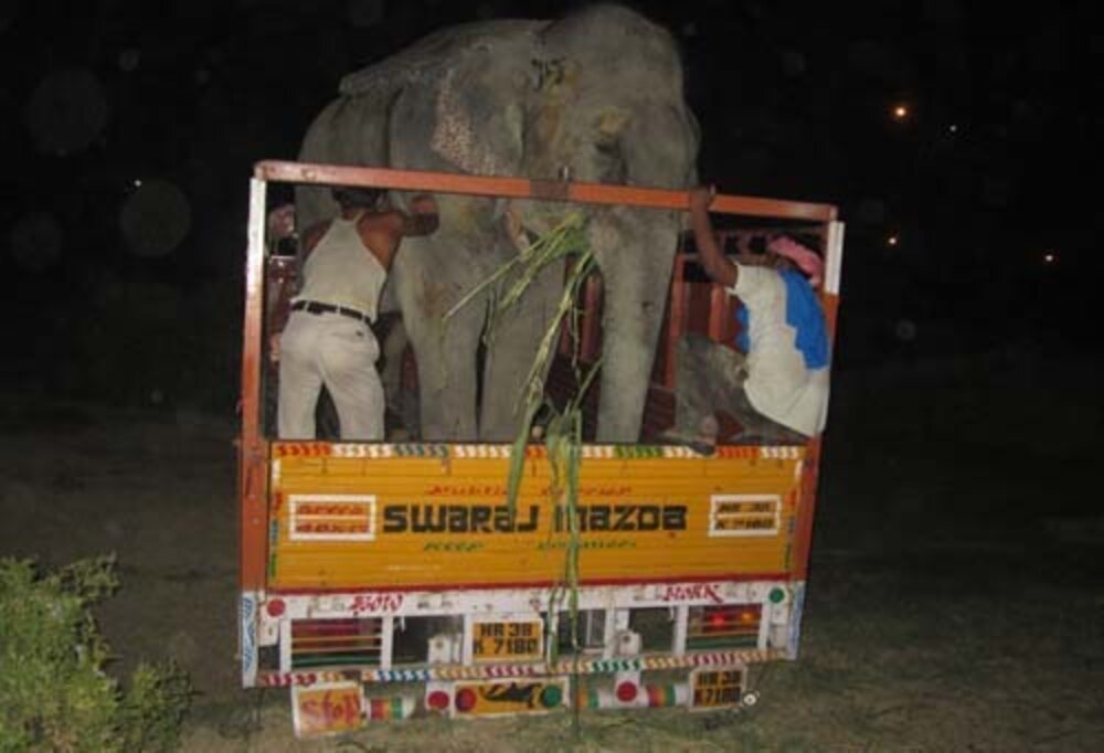 Elephant Hit By Truck Was So Scared She Wouldn’t Let Anyone Touch Her ...