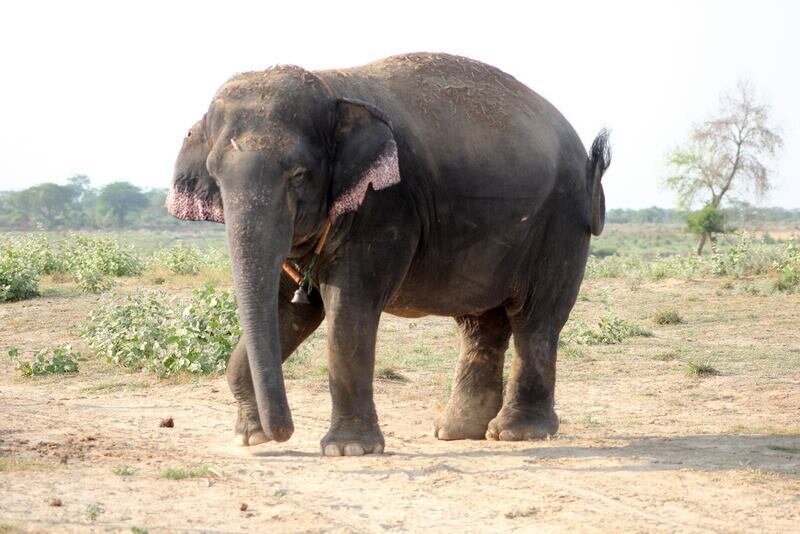Elephant Hit By Truck Was So Scared She Wouldn’t Let Anyone Touch Her ...