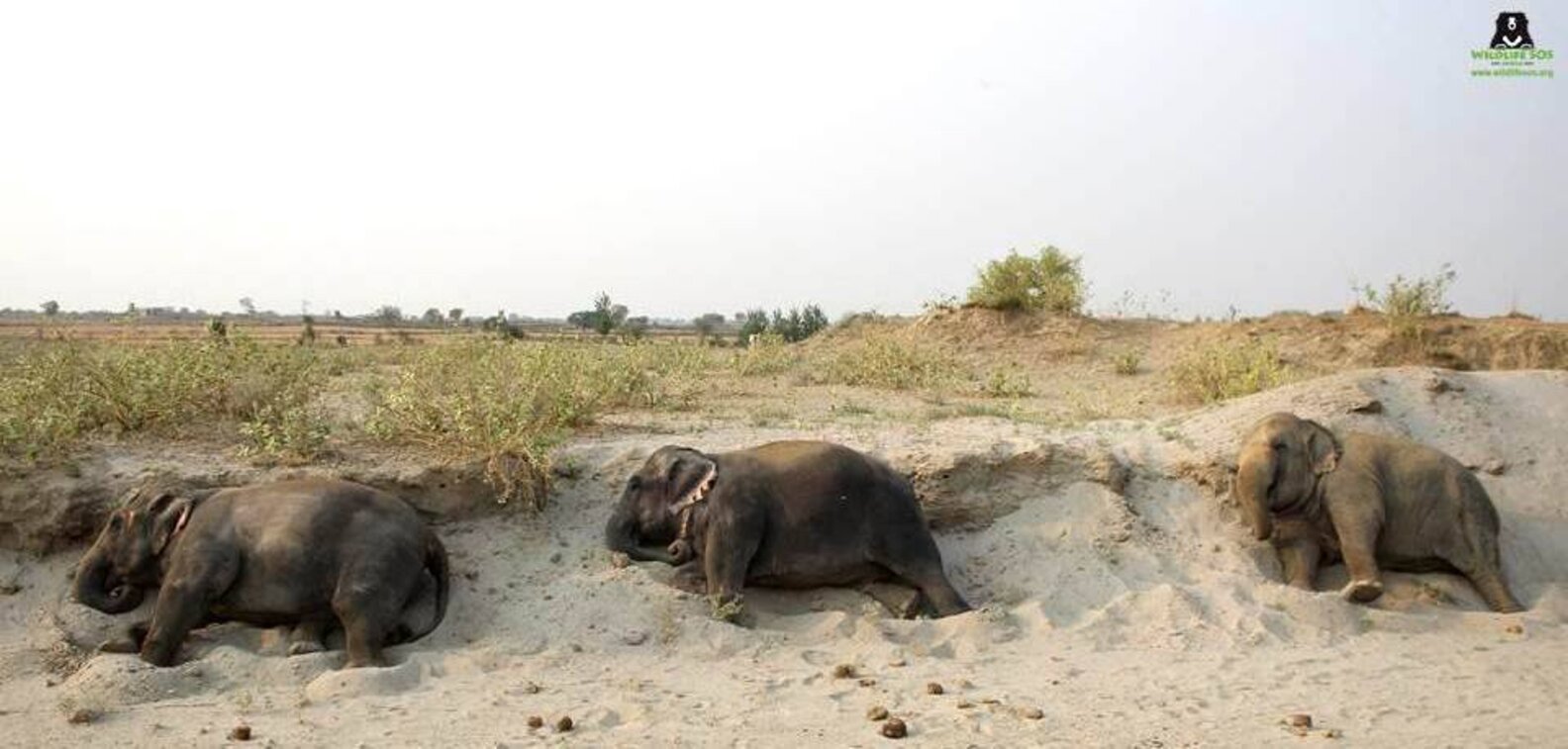 Elephant Hit By Truck Was So Scared She Wouldn’t Let Anyone Touch Her ...