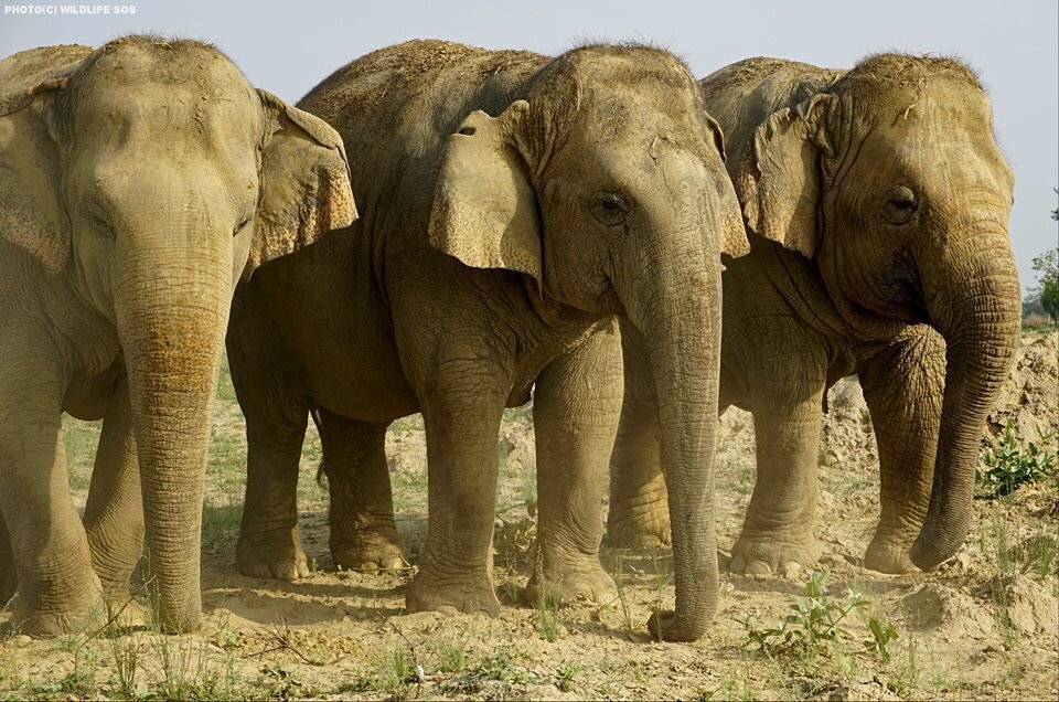 Elephant Hit By Truck Was So Scared She Wouldn’t Let Anyone Touch Her ...