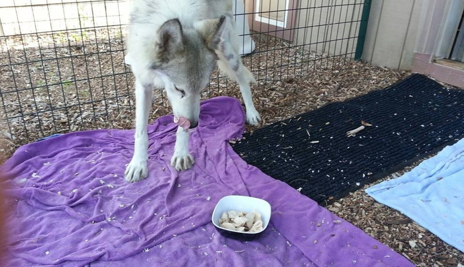 Shy Stray 'Dog' Isn't Really A Dog At All - The Dodo