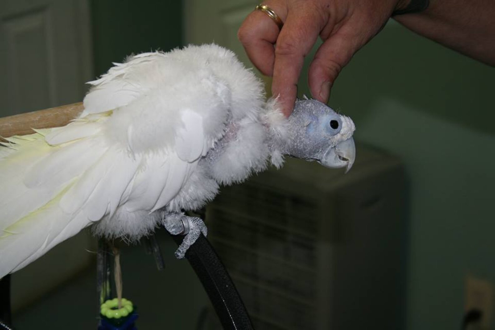 Anxious Parrot Who Plucked Out His Feathers Now LOVES To Dance - The Dodo