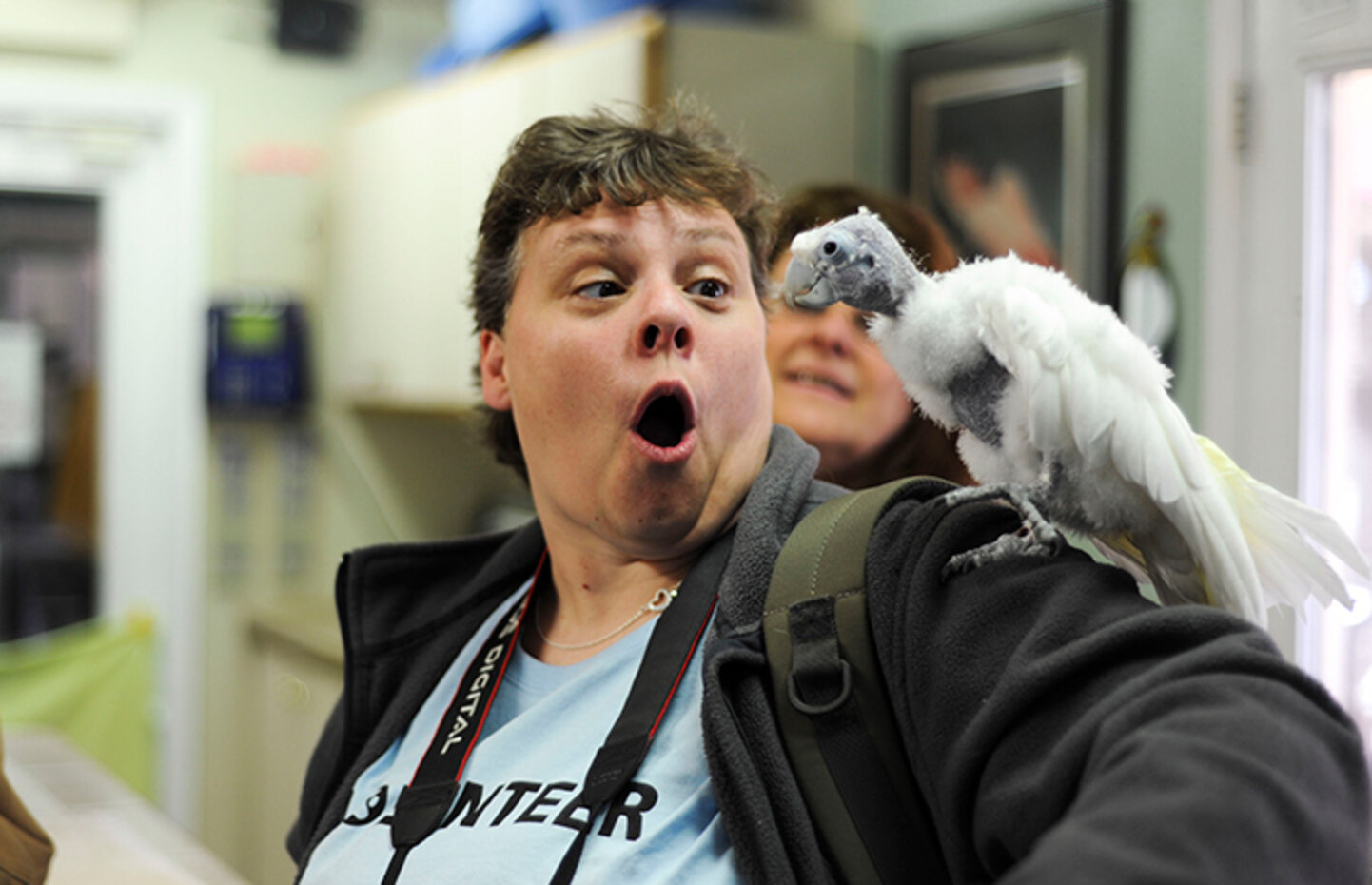 Anxious Parrot Who Plucked Out His Feathers Now LOVES To Dance - The Dodo
