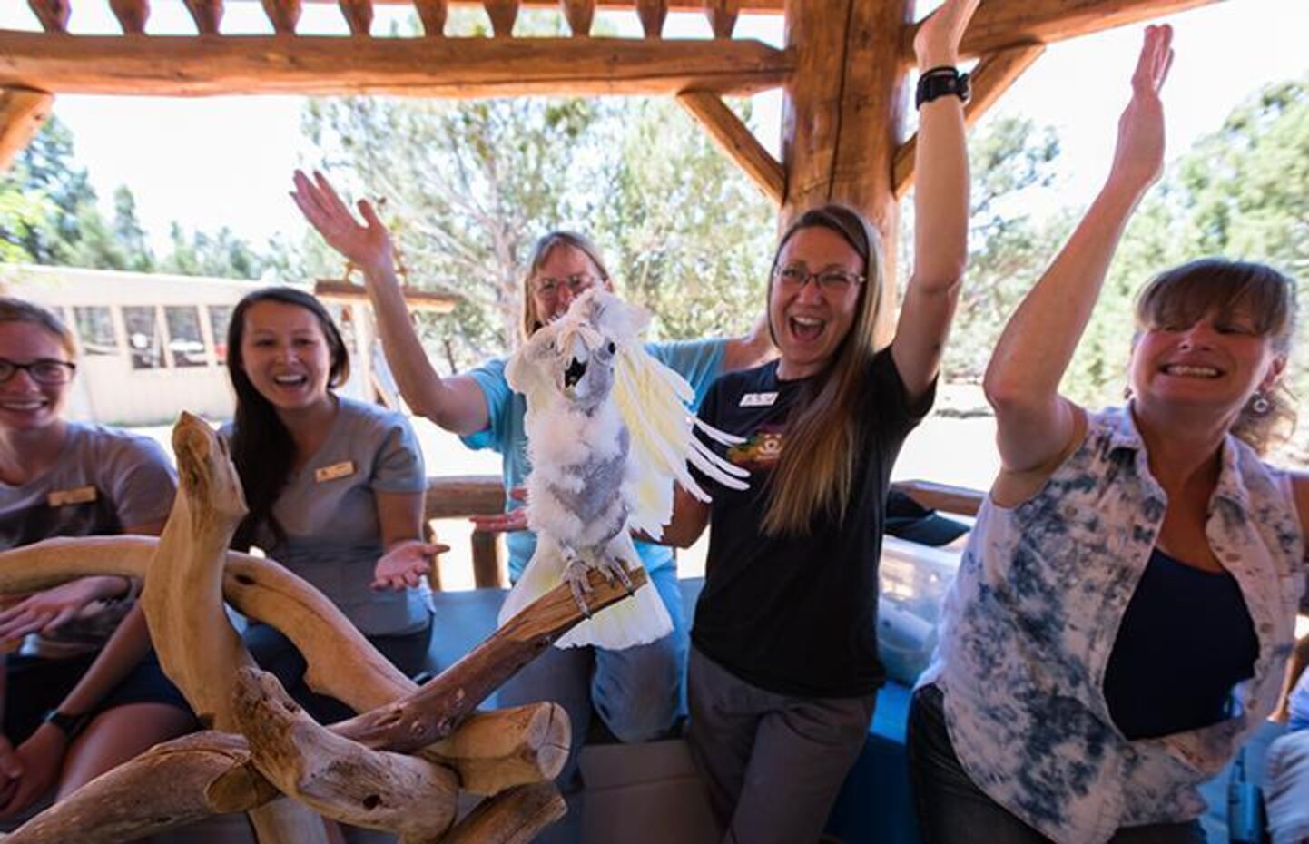 Anxious Parrot Who Plucked Out His Feathers Now LOVES To Dance - The Dodo