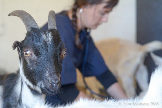 Goat With Brain Damage Finally Gets To Stand On His Own - The Dodo