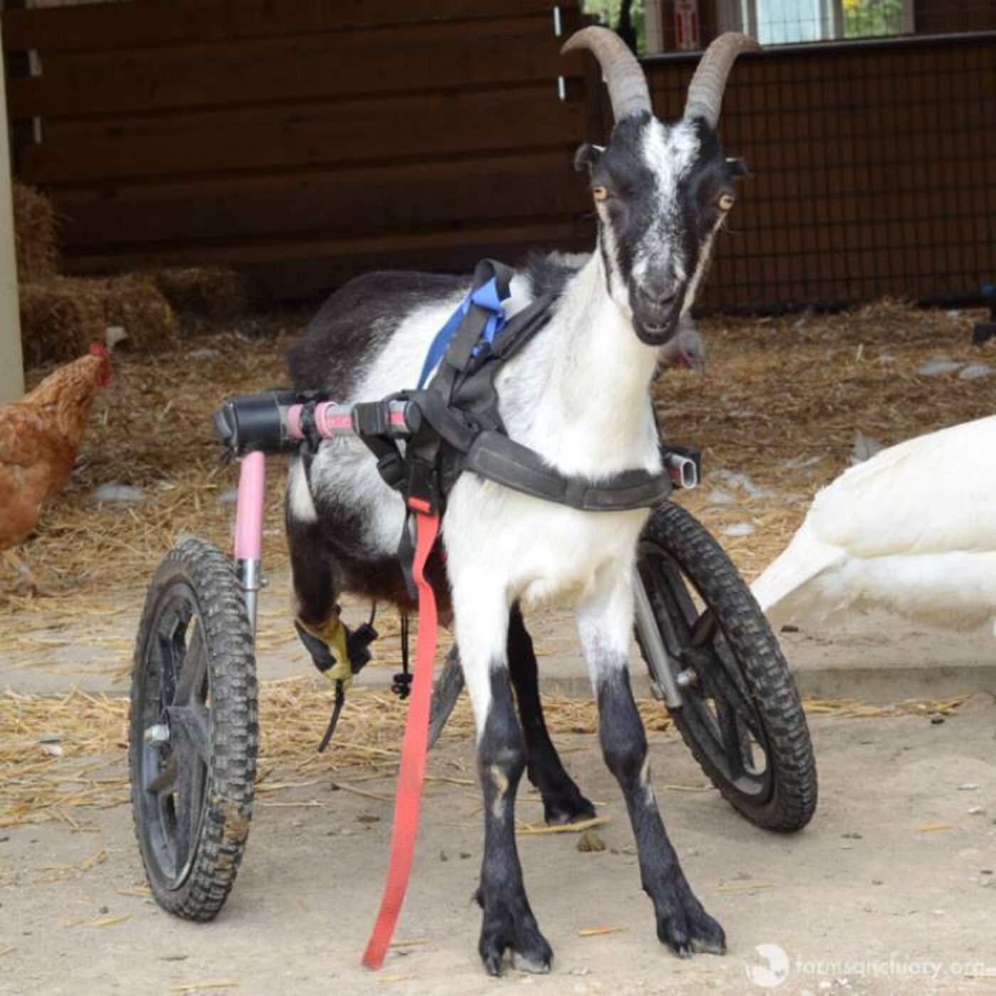 Goat With Brain Damage Finally Gets To Stand On His Own - The Dodo