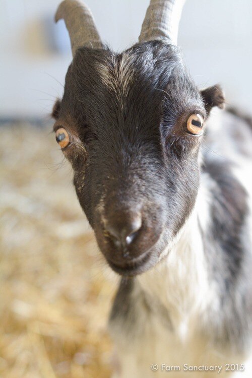Goat With Brain Damage Finally Gets To Stand On His Own - The Dodo