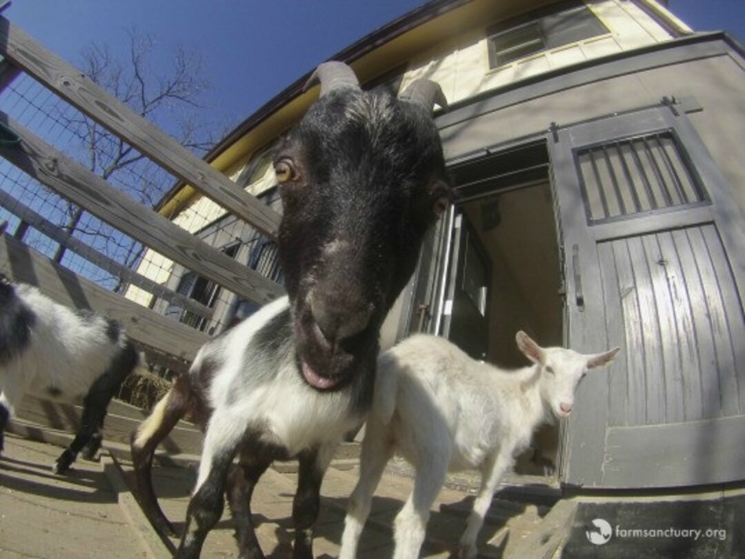 Goat With Brain Damage Finally Gets To Stand On His Own - The Dodo