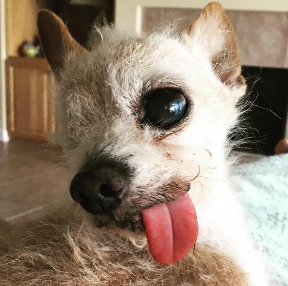 One-Eyed Blind And Deaf Dog Has No Idea He's Any Different - The Dodo