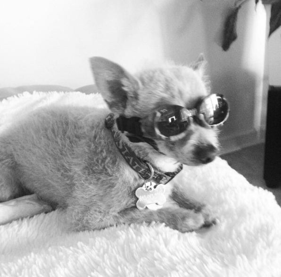 One-Eyed Blind And Deaf Dog Has No Idea He's Any Different - The Dodo