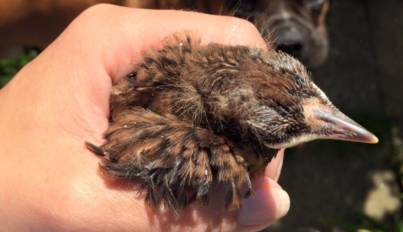Dog Finds A Lost Baby Bird And Decides To Be His Dad - The Dodo