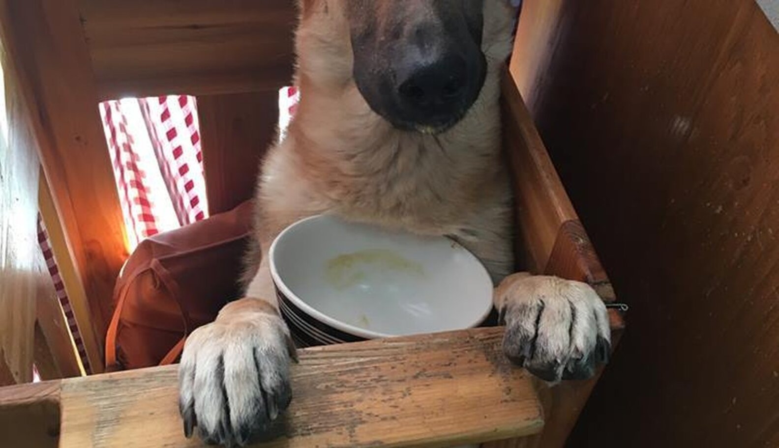 Dog Was Born Different, So He Has To Eat In A Special Chair - The Dodo