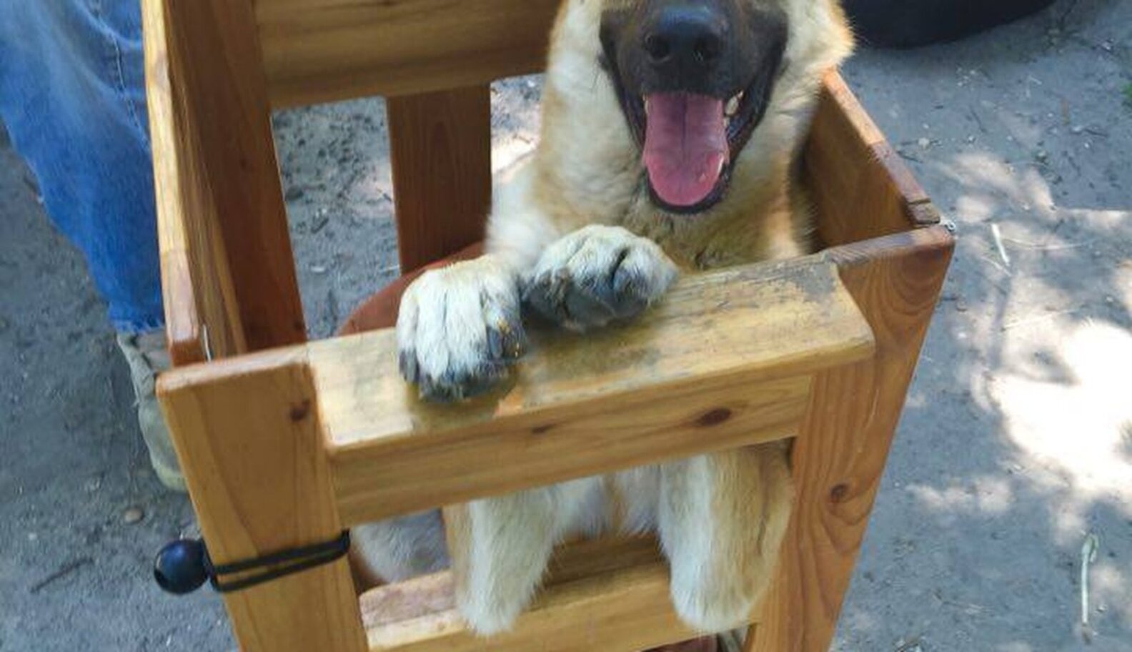 Dog Was Born Different, So He Has To Eat In A Special Chair - The Dodo