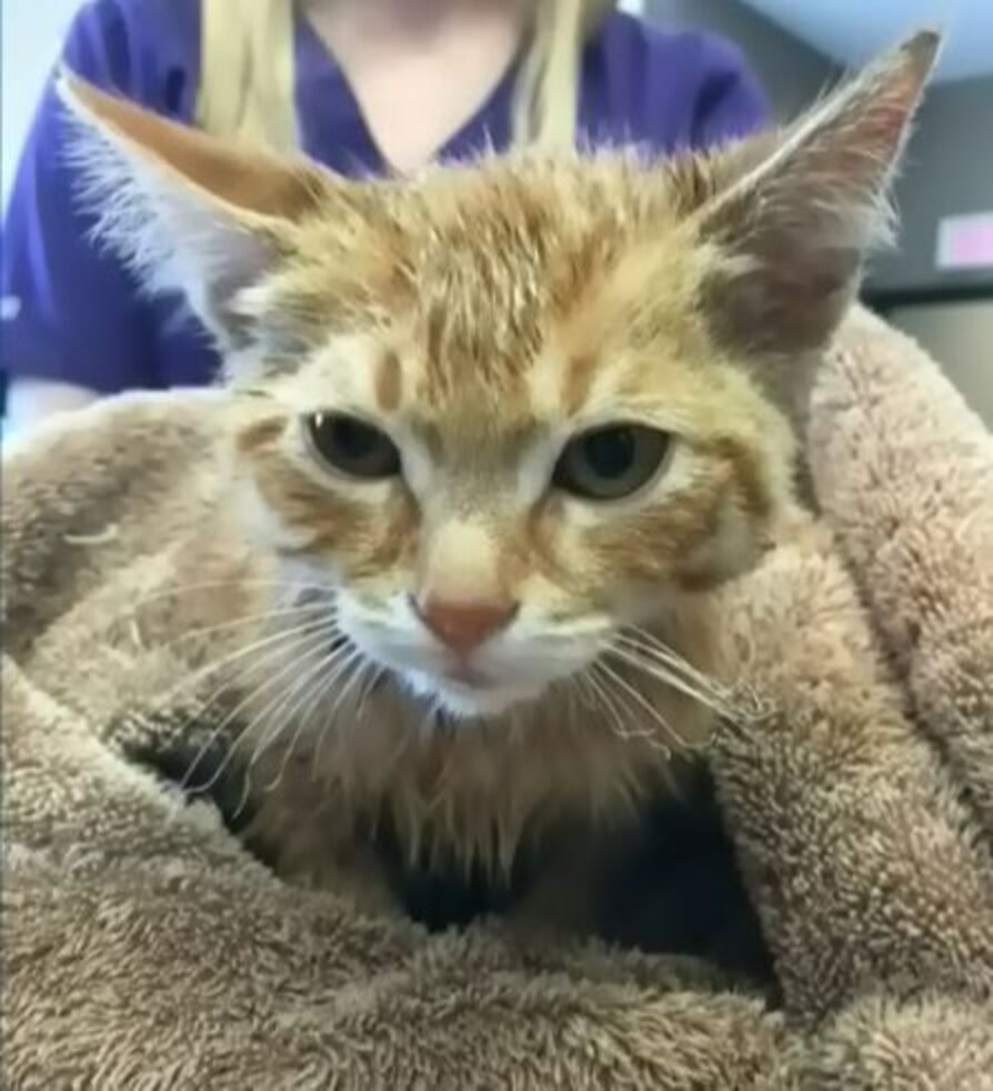 Crowd Rushes To Save Kitten Set On Fire At Festival - The Dodo