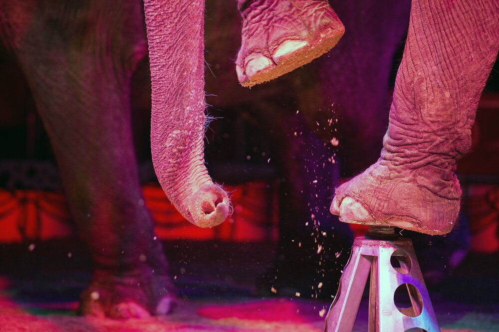 YES: First State Bans Cruel Tool Used To Train Circus Elephants - The Dodo
