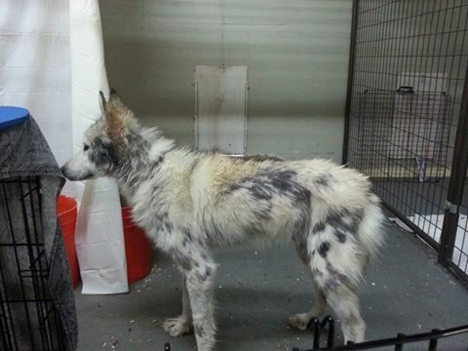 Stray 'Dog' Was So Scared He Wouldn't Leave The Corner - The Dodo