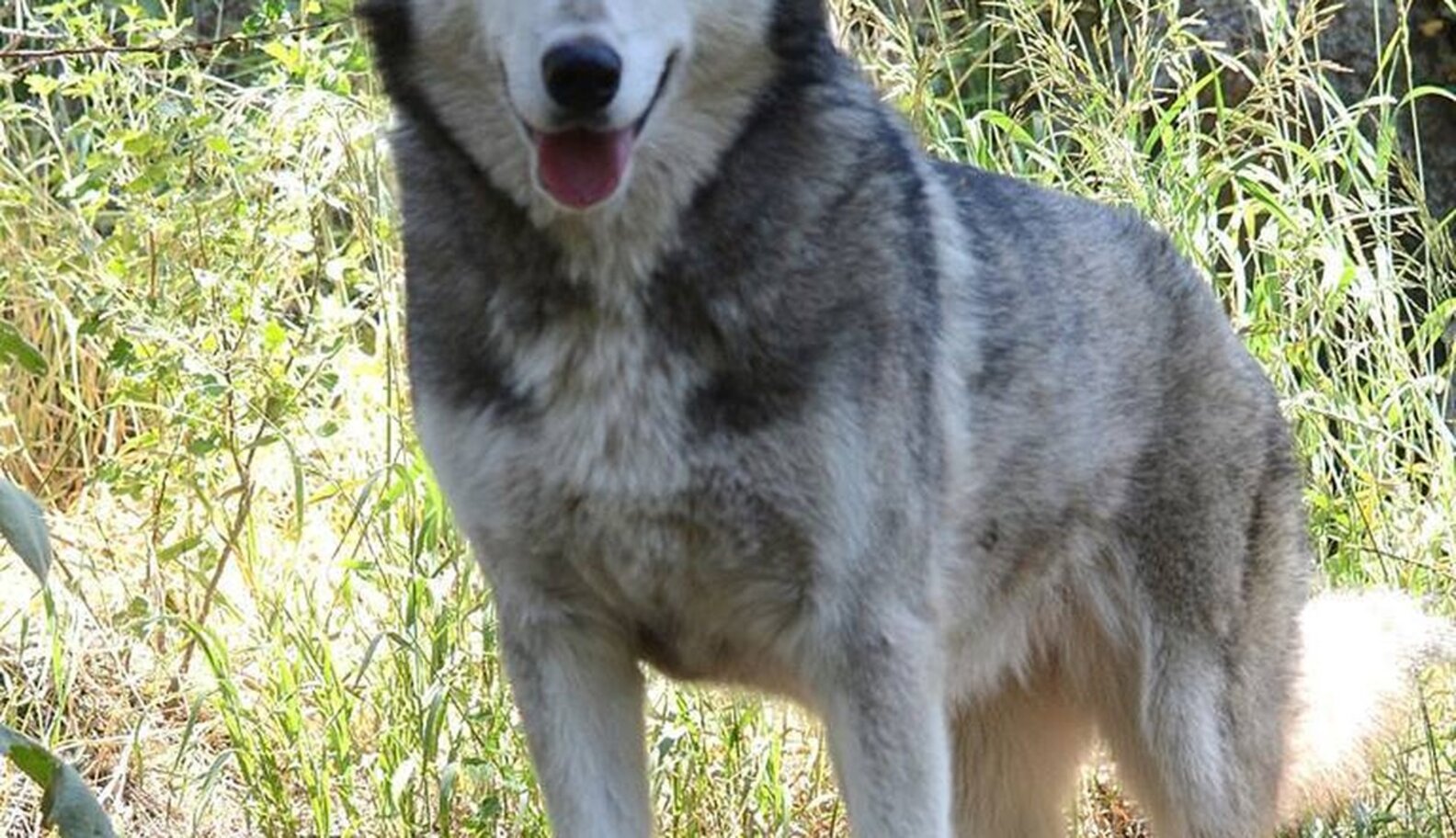 Stray 'Dog' Was So Scared He Wouldn't Leave The Corner - The Dodo