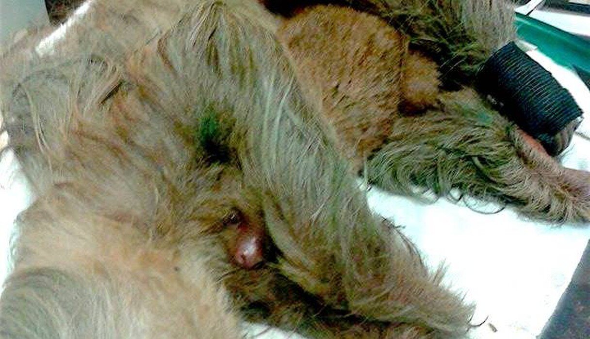Injured Mom Sloth Won't Leave Her Baby's Side — Even During Surgery ...