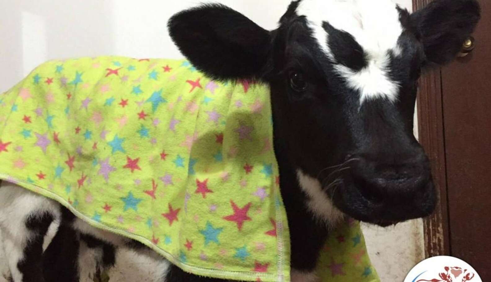 Rescue Puppy Can't Get Enough Of His Favorite Cow - The Dodo