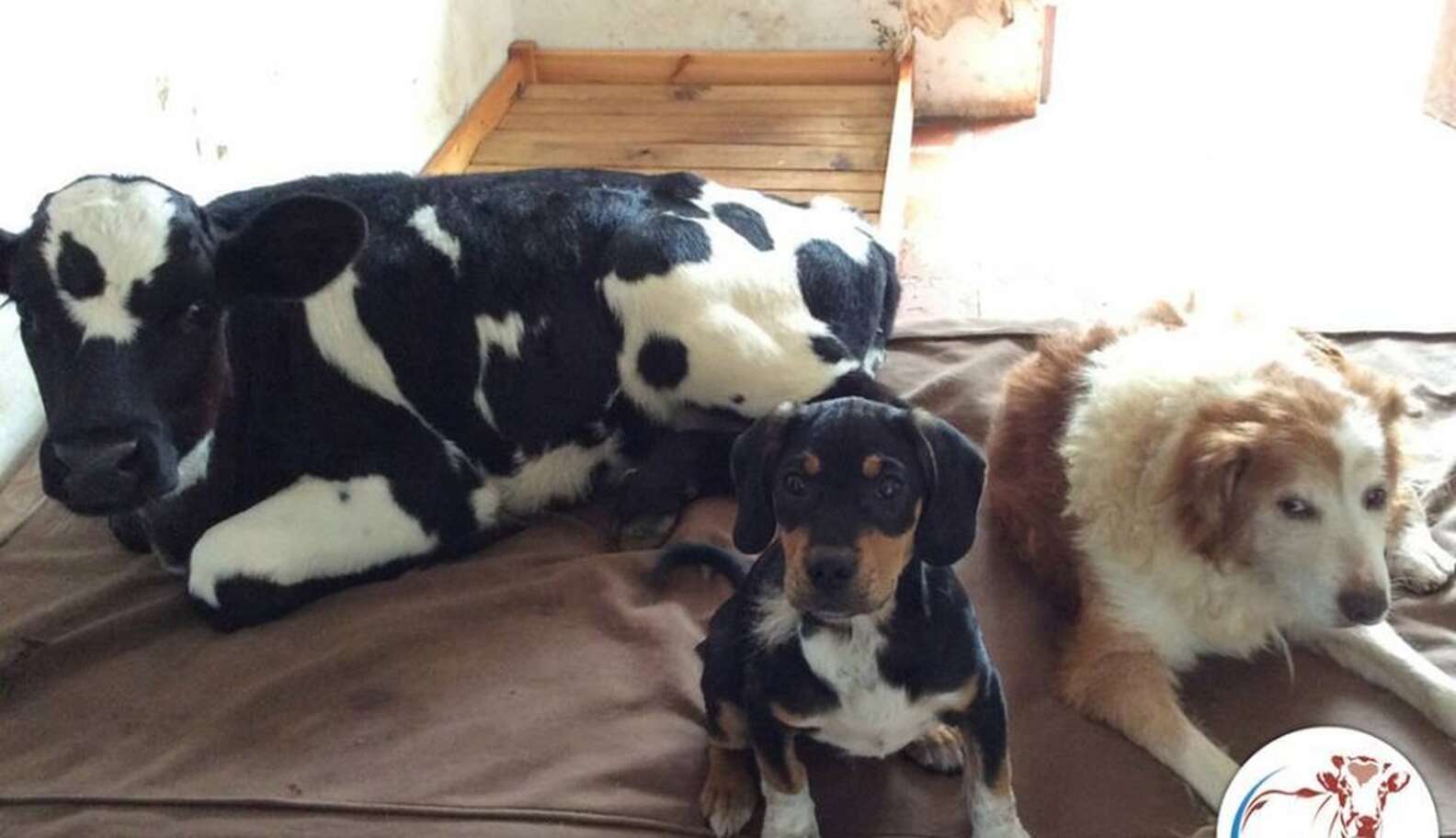 Rescue Puppy Can't Get Enough Of His Favorite Cow - The Dodo