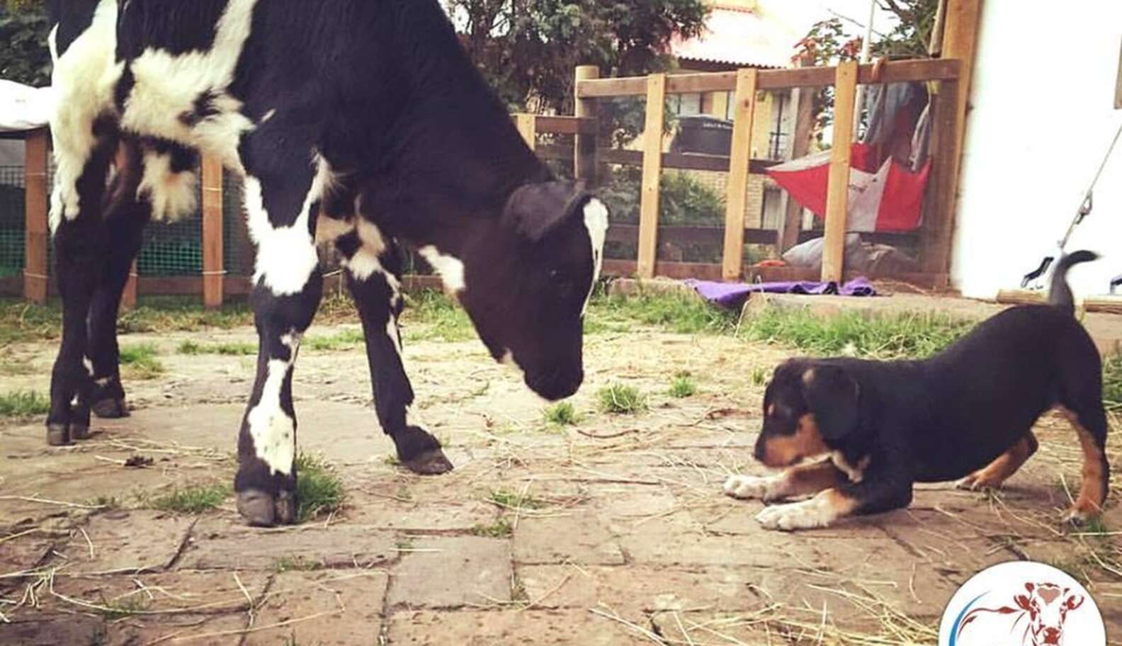 Rescue Puppy Can't Get Enough Of His Favorite Cow - The Dodo