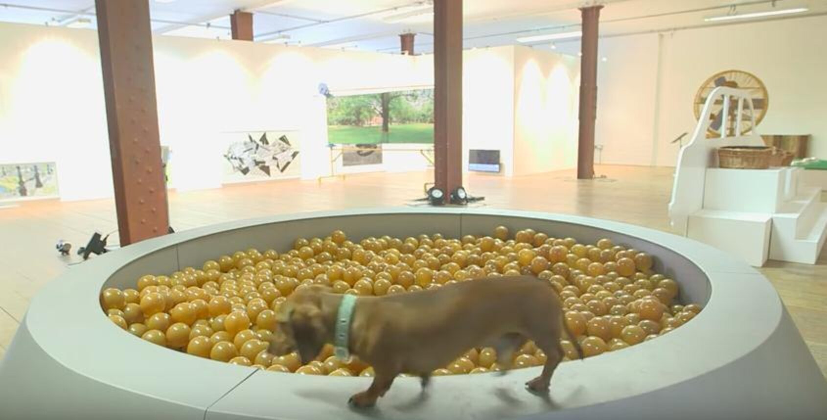 This Art Exhibit Was Created Just For Dogs - The Dodo