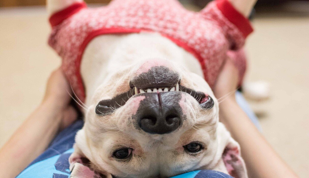 Shelter Sends Dogs Out For Sleepovers To Get Them Adopted - The Dodo