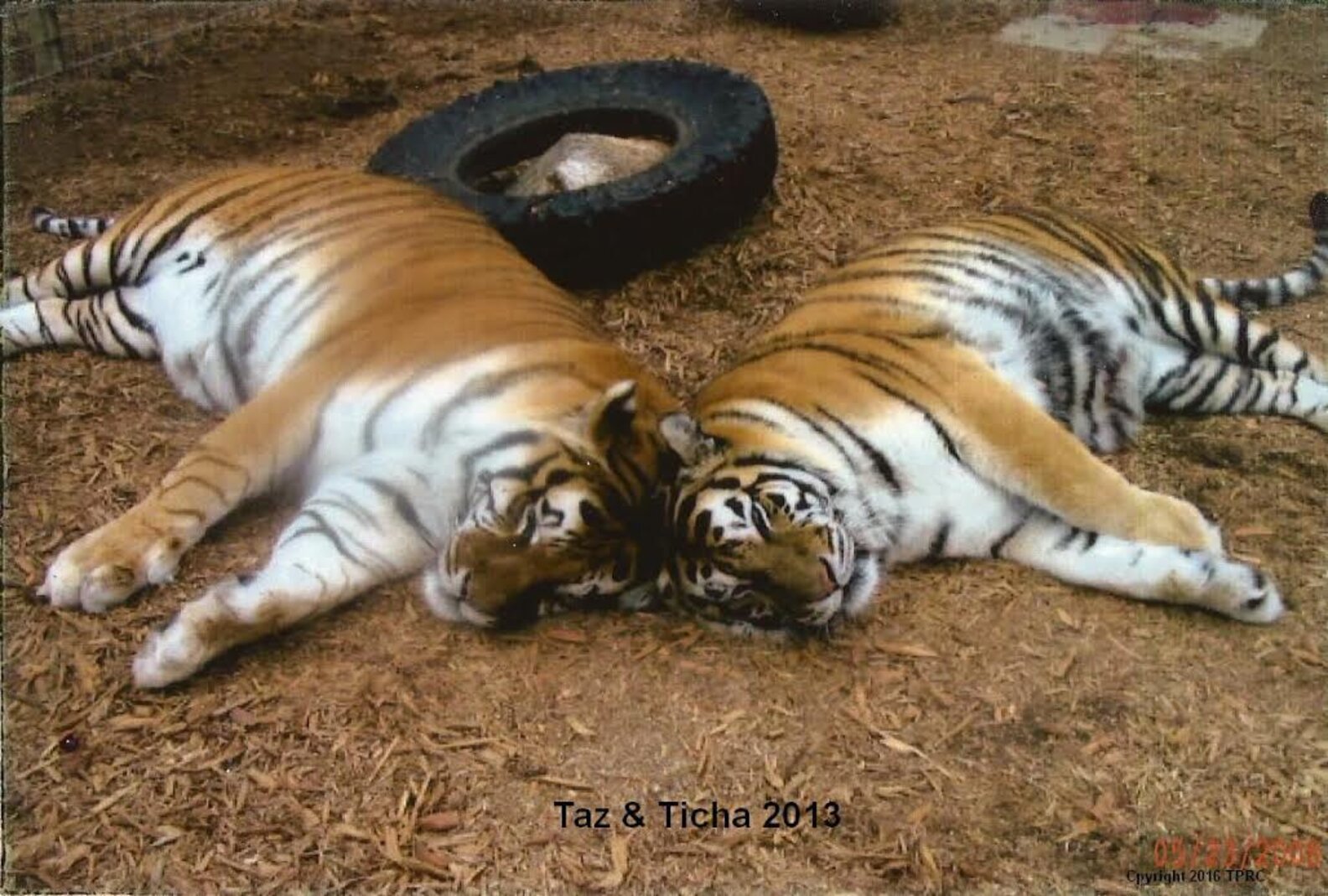 Tiger Rescued From Terrible Home Finds His Soul Mate - The Dodo