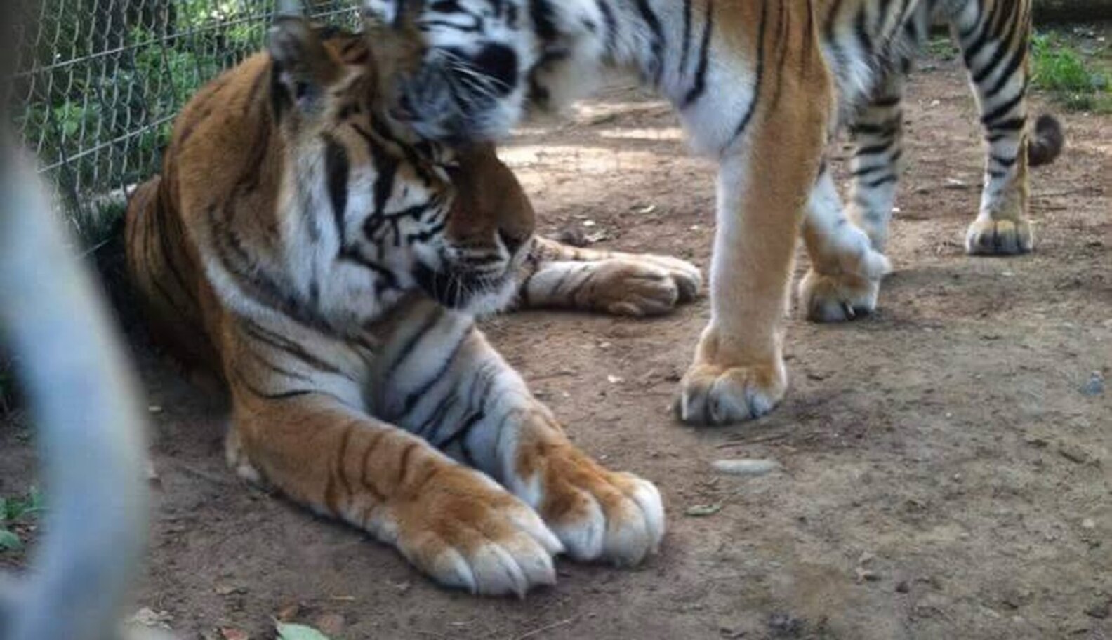 Tiger Rescued From Terrible Home Finds His Soul Mate - The Dodo