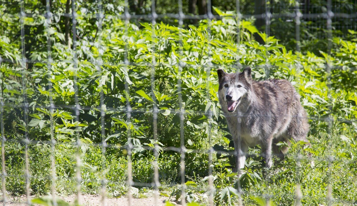 Wolf Has No Idea He's Leaving Roadside Zoo Forever - The Dodo